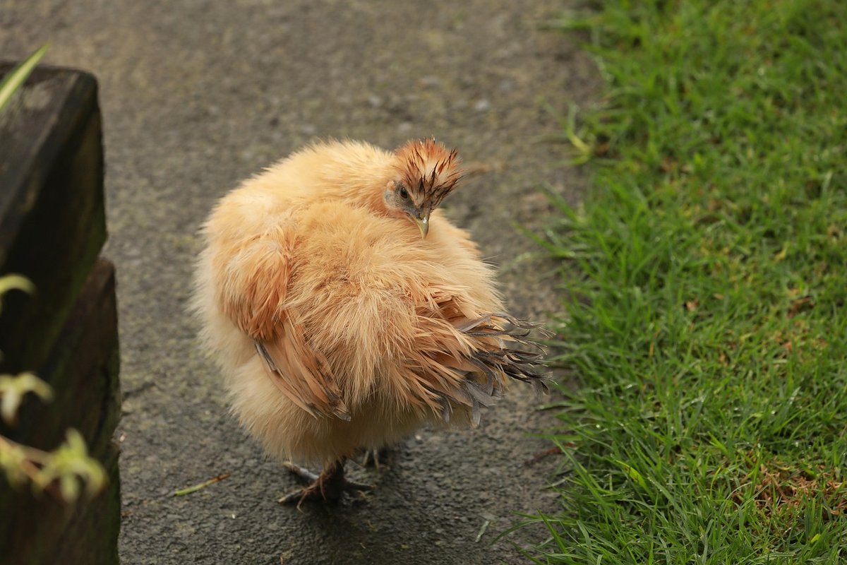 Ultimate Guide to Bantam Chickens - Small but Mighty Birds - Feathered ...