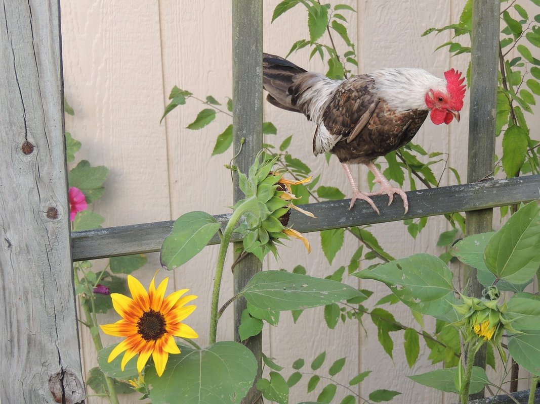 Discovering the Bantam Leghorn: A Comprehensive Guide - Feathered Farm Life
