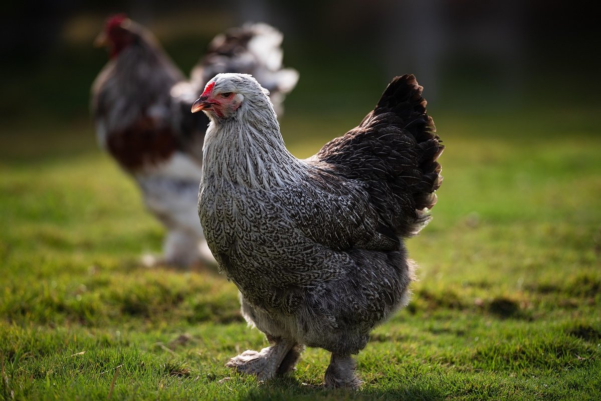 Brahma Chicken Rooster Care and Breeding Guide - Feathered Farm Life