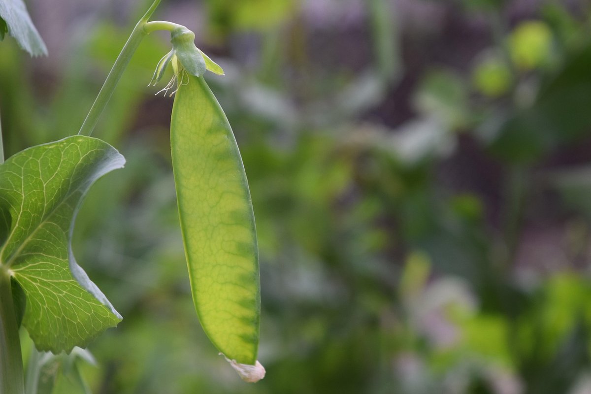 Unlocking Bulk Peas Benefits: Nutrition and Uses - Feathered Farm Life