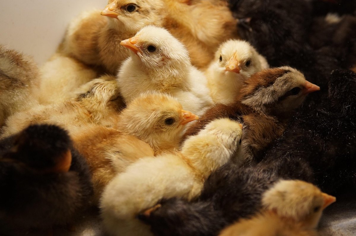 Hatching Chicken Eggs in an Incubator: A Step-by-Step Guide - Feathered ...