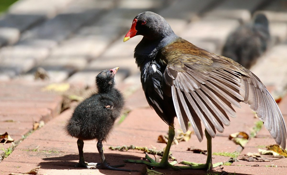 Prevent Common Chick Illnesses with Early Detection and Care ...