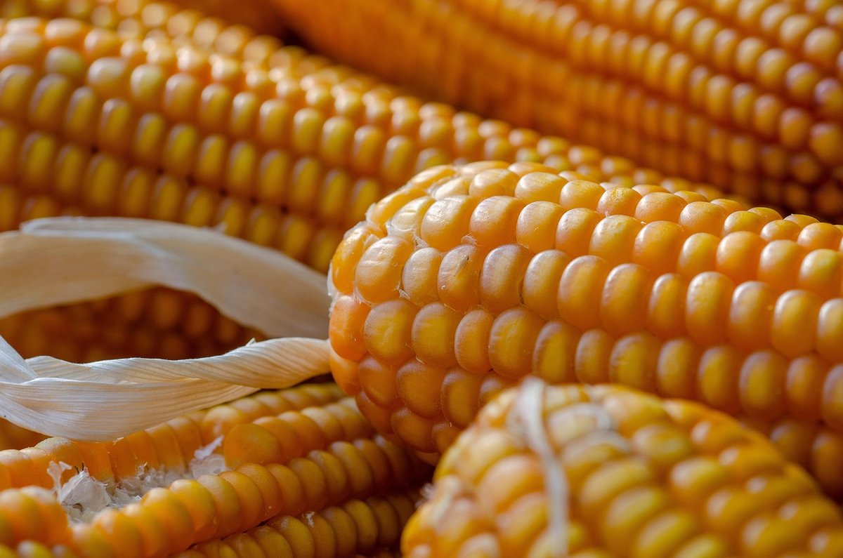 Boost Chicken Health with Nutritious Corn Feed Options - Feathered Farm ...