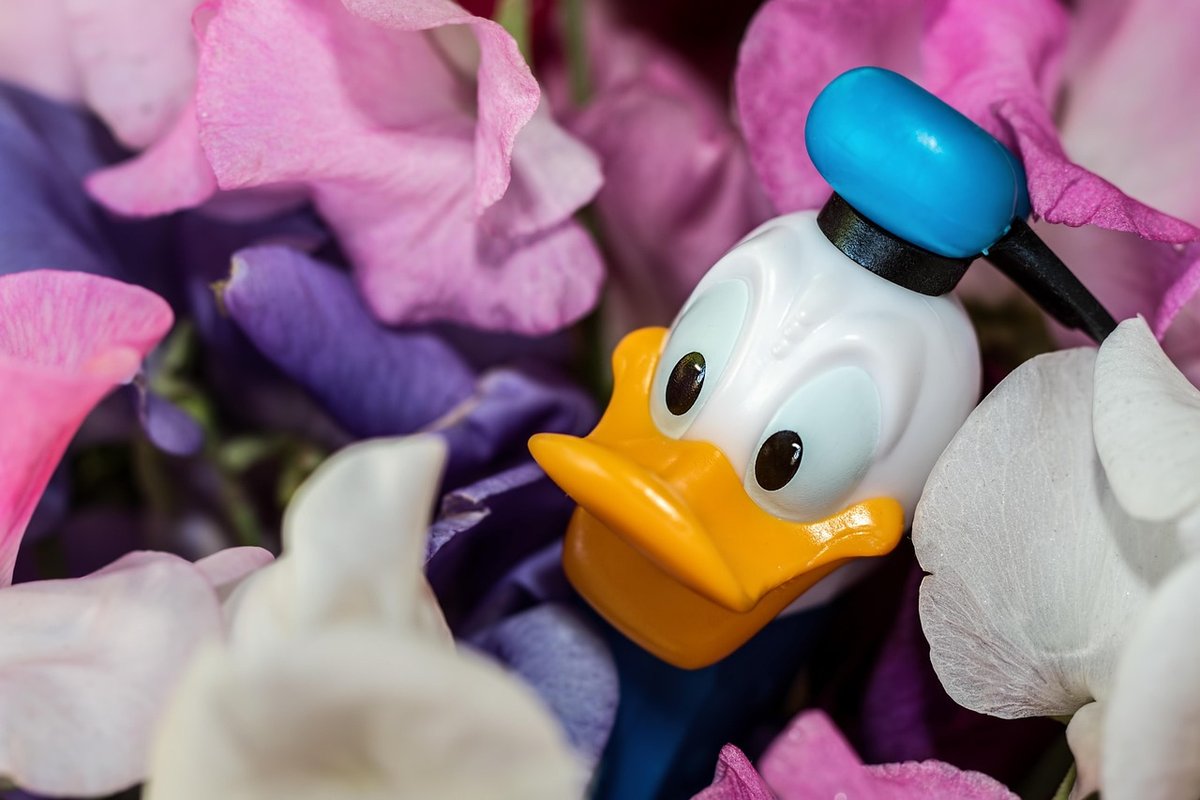 Can Ducks Eat Peas? Understanding Their Nutritional Benefits and ...