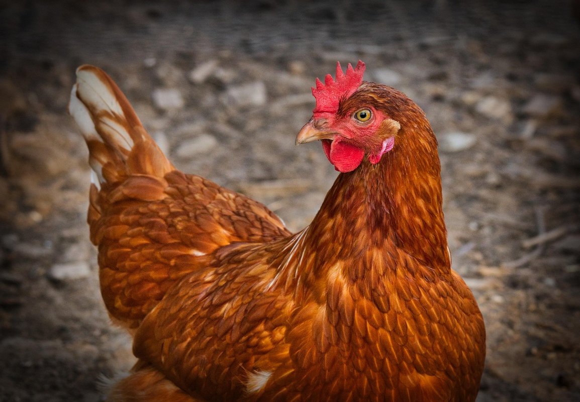 Mastering Poultry Chicken Farming from Start to Finish - Feathered Farm ...