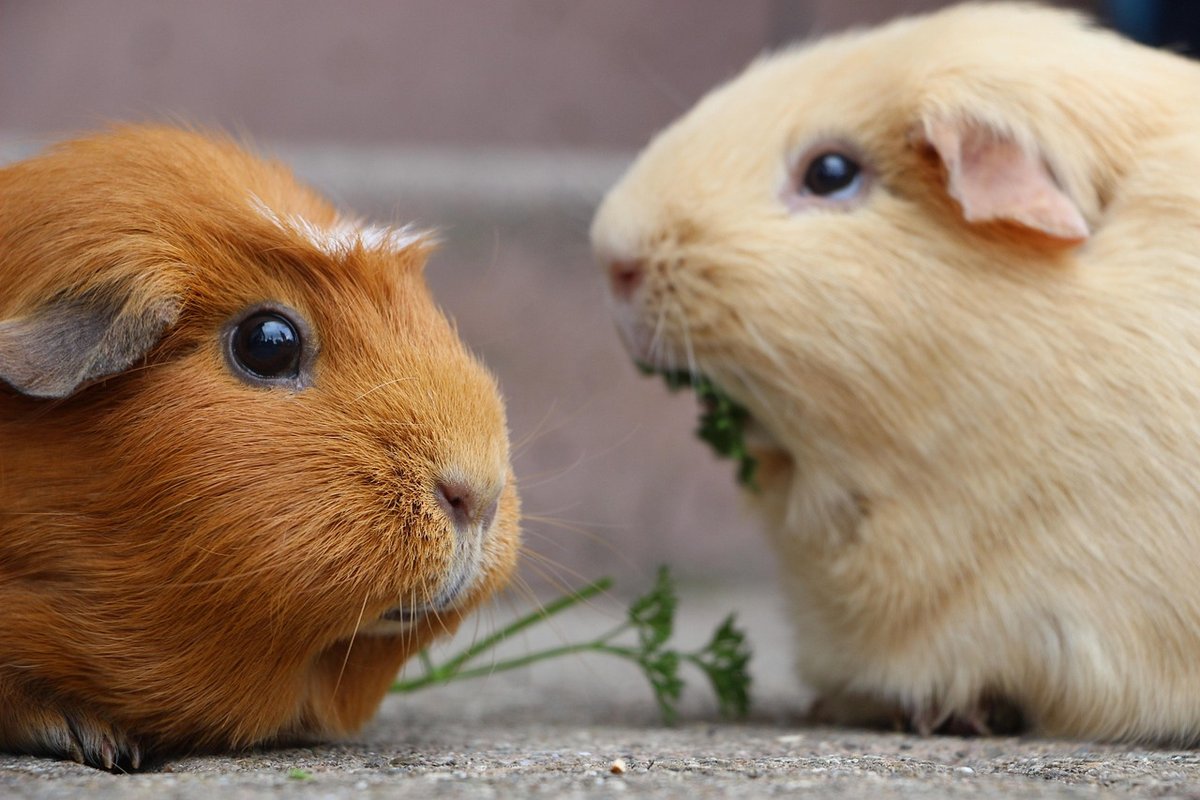 French Guinea Pig Care Guide: Tips and Tricks for a Healthy Pet ...