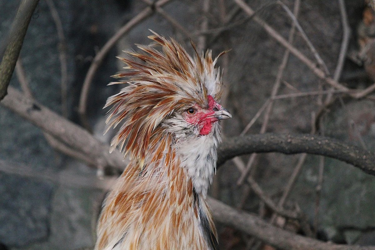 Mastering the Buff Laced Polish Chicken Breed - Feathered Farm Life