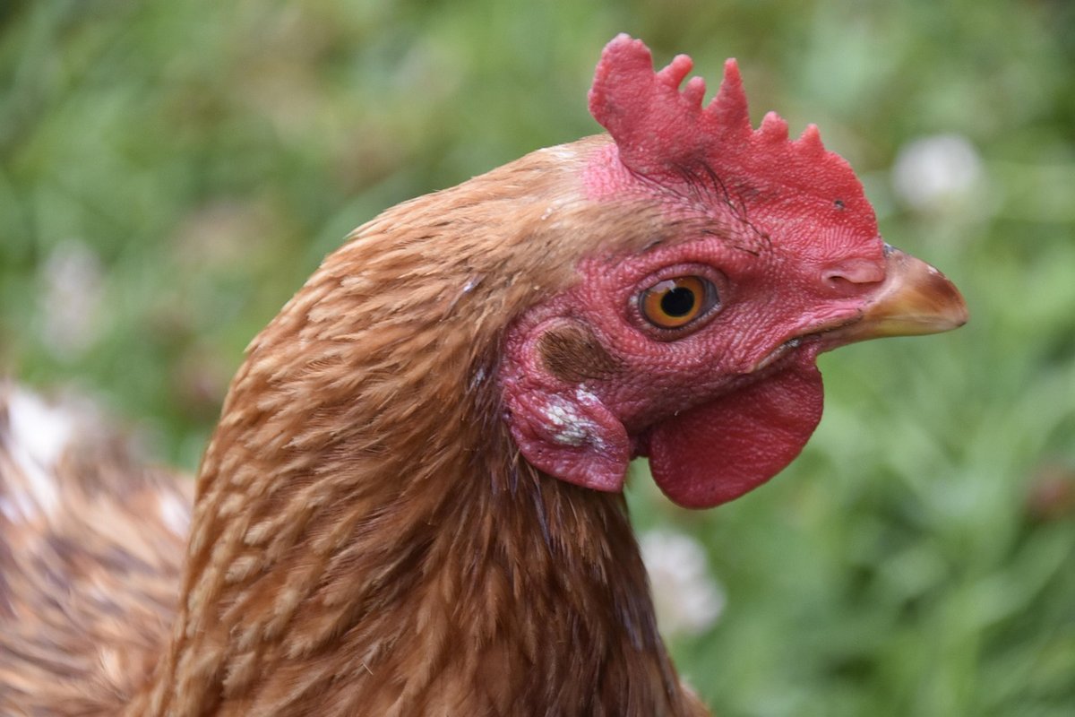 Discover the Charm of Rhode Island Red Hens: A Comprehensive Guide ...