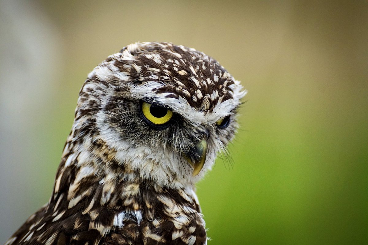 Can Owls Attack Chickens? Understanding the Risks and Prevention ...