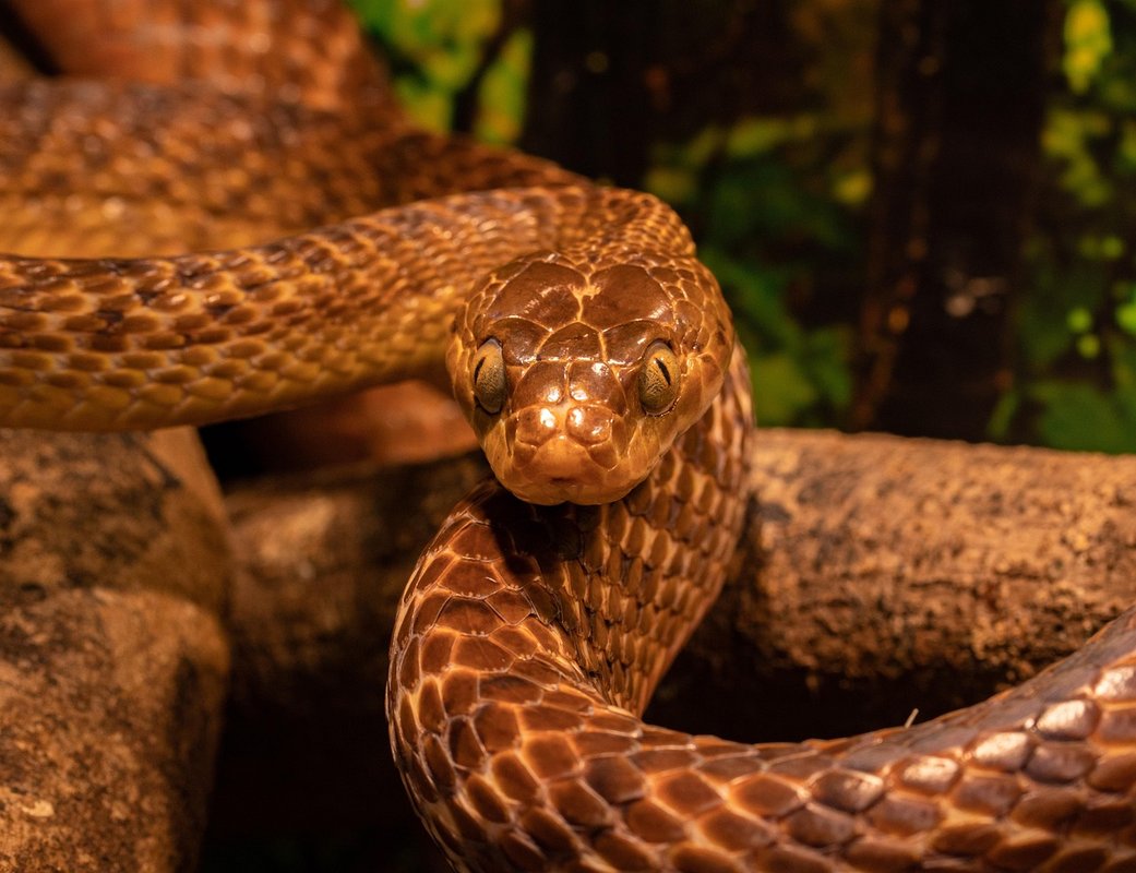 Snakes vs Chickens: Understanding the Threat and Prevention Strategies ...