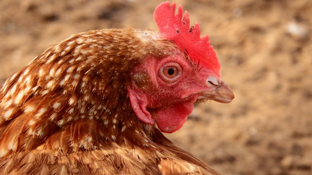Uncovering Chicken Origins: A 8,000-Year History - Feathered Farm Life