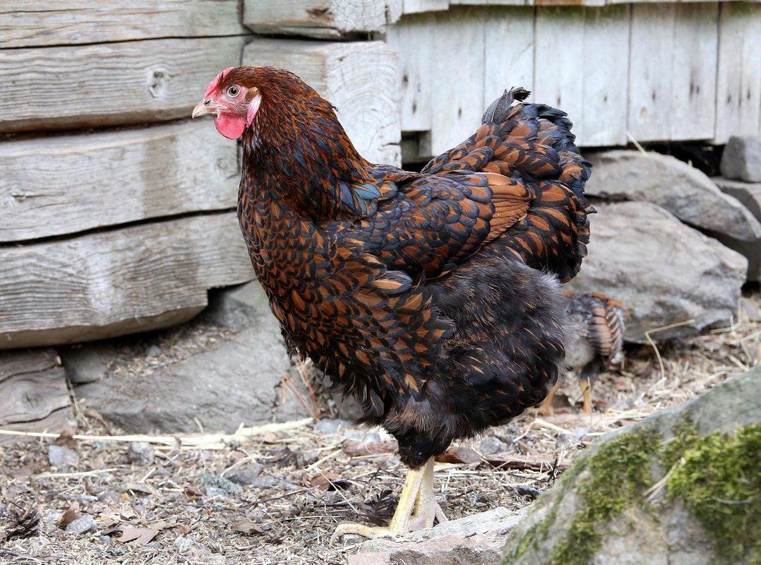 Wyandotte Chicken Breed Profile: Origin, Temperament & Care - Feathered ...