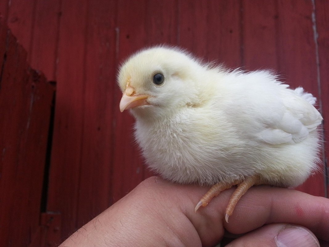 Raising Healthy Barn House Chicks 101: A Guide to Success - Feathered ...