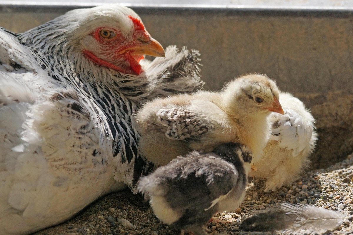 Discover the Gentle Brahama Chicken Breed - Feathered Farm Life