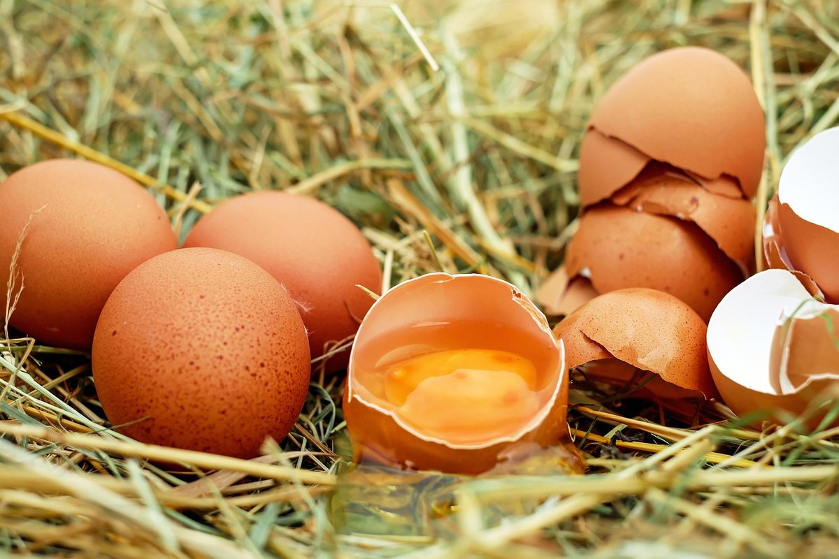 Unlocking Double Yolked Eggs: Science and Mystery Revealed - Feathered ...
