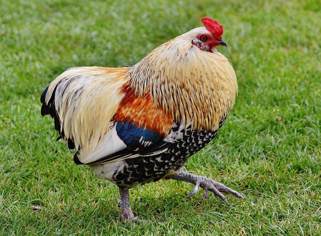 Uncovering the Domestication of Chickens: A Rich History - Feathered ...