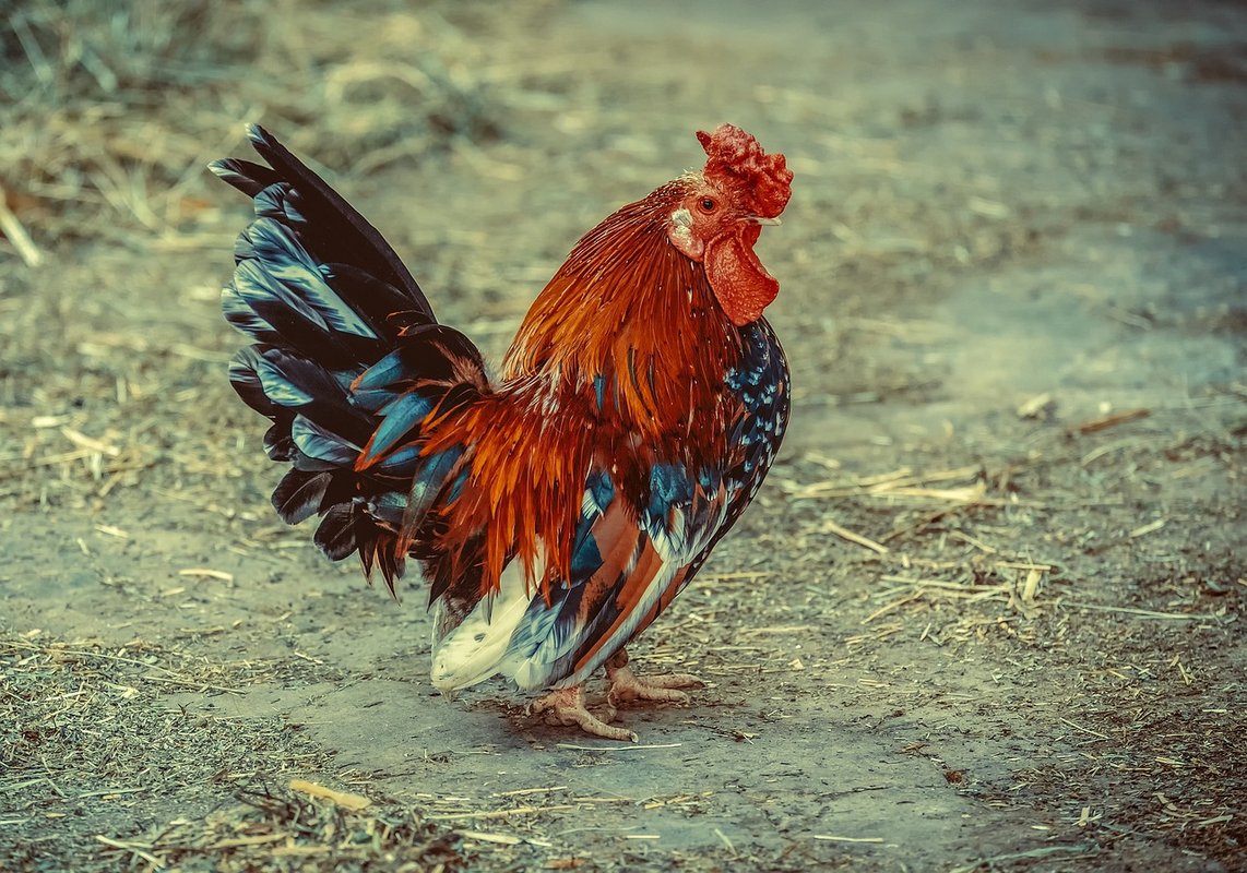 Why Chickens Roll in Dirt: Understanding Their Instincts and Needs ...