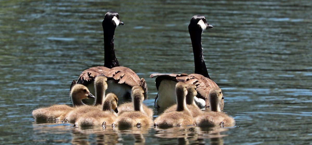 Geese Need Water to Swim: Essential Habitats and Benefits - Feathered ...
