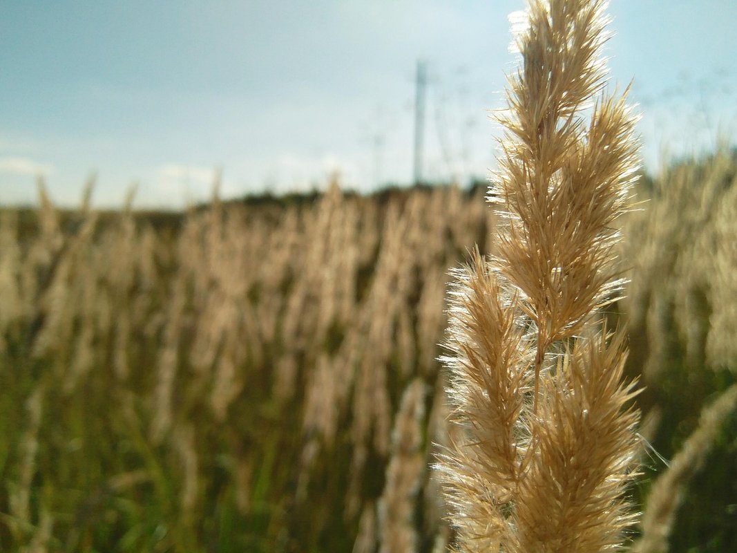Understanding and Managing Groats Disease Symptoms - Feathered Farm Life