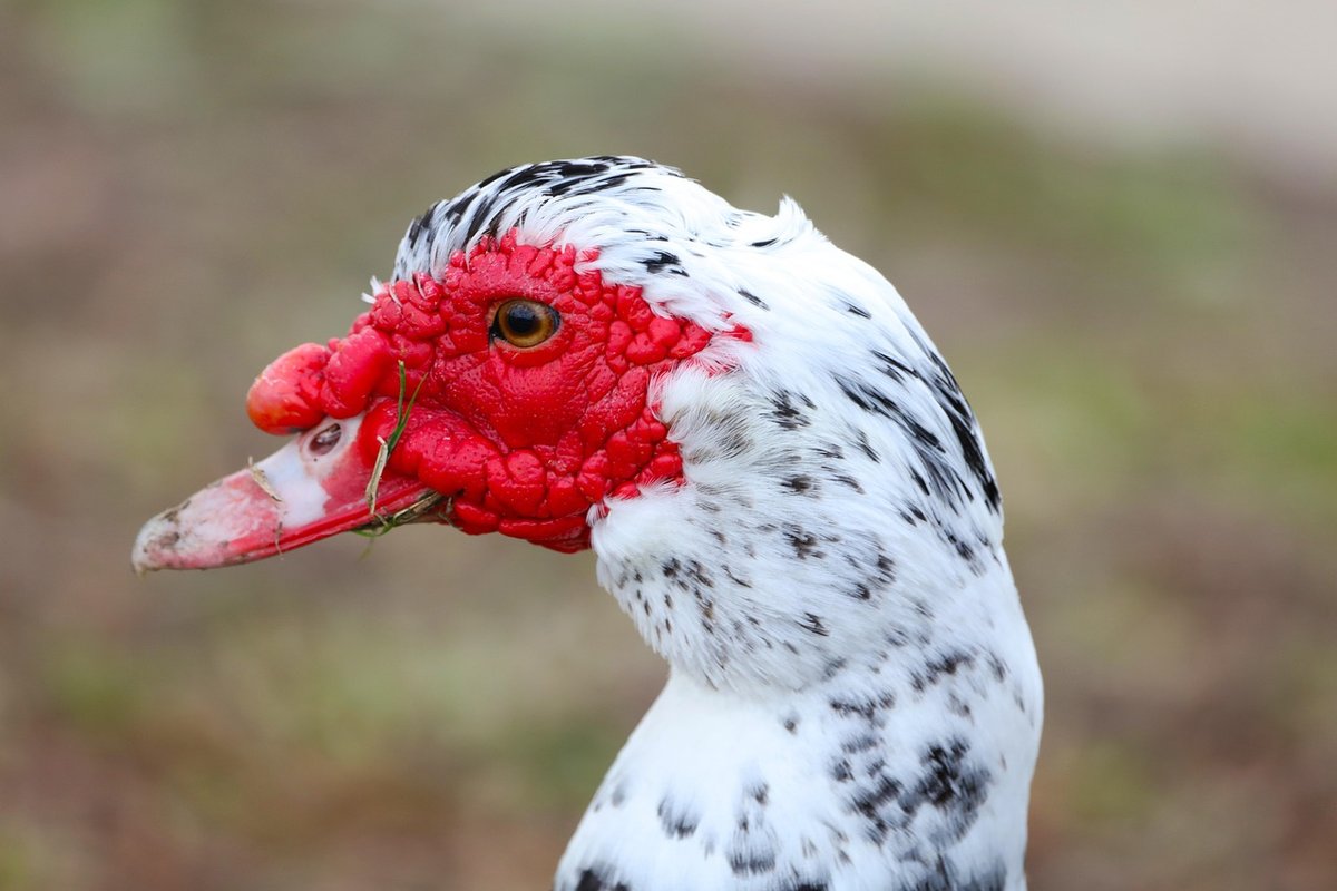 Muscovy Duck Color Patterns Revealed - Feathered Farm Life