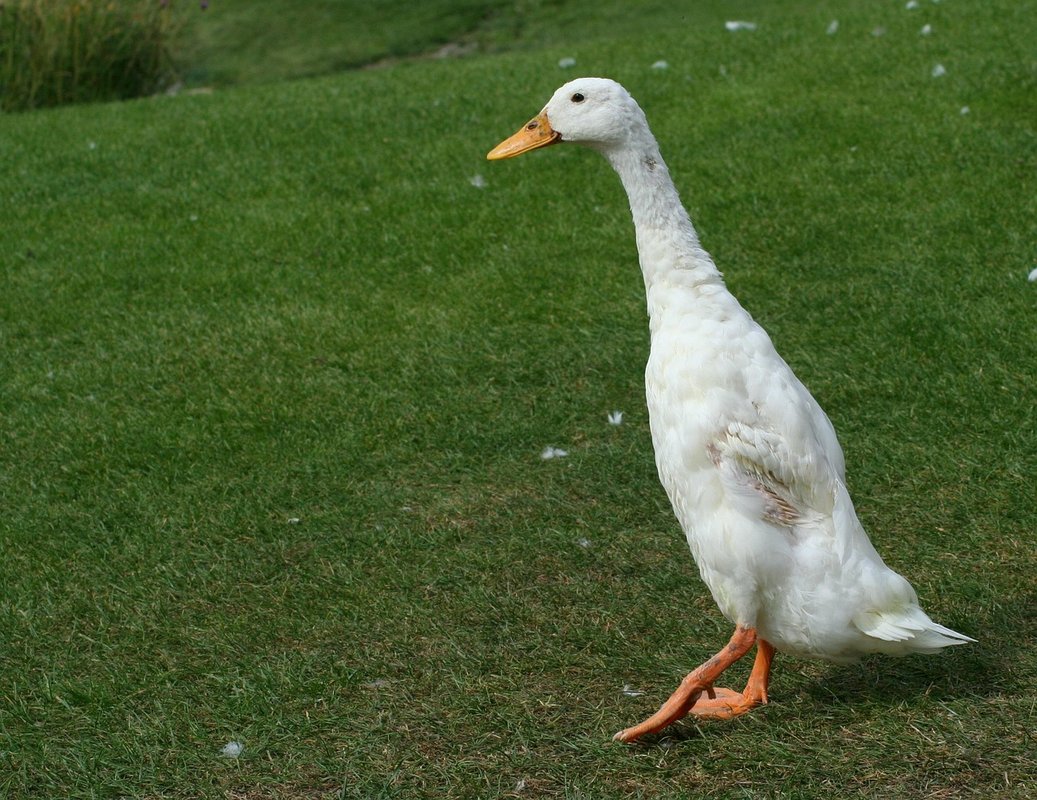 Discover the World of Runner Ducks: Characteristics and Uses ...