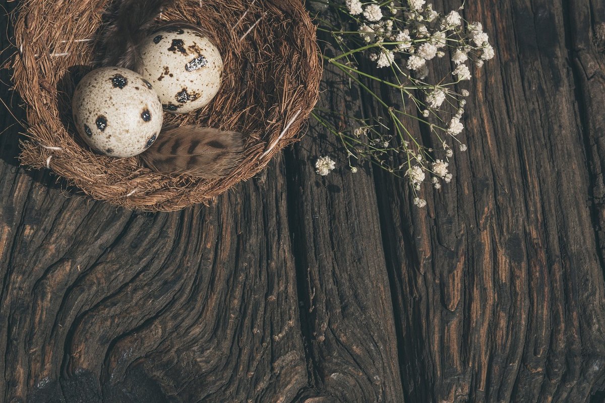 What is a Quail? Definition, Habitat, and Interesting Facts - Feathered ...