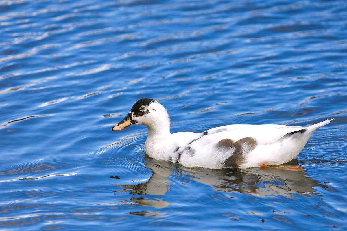 Meet the Ancona Duck: A Comprehensive Guide to Raising and Caring for ...