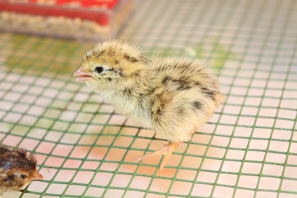 Raising Bobwhite Quail Chicks: A Beginners Guide - Feathered Farm Life