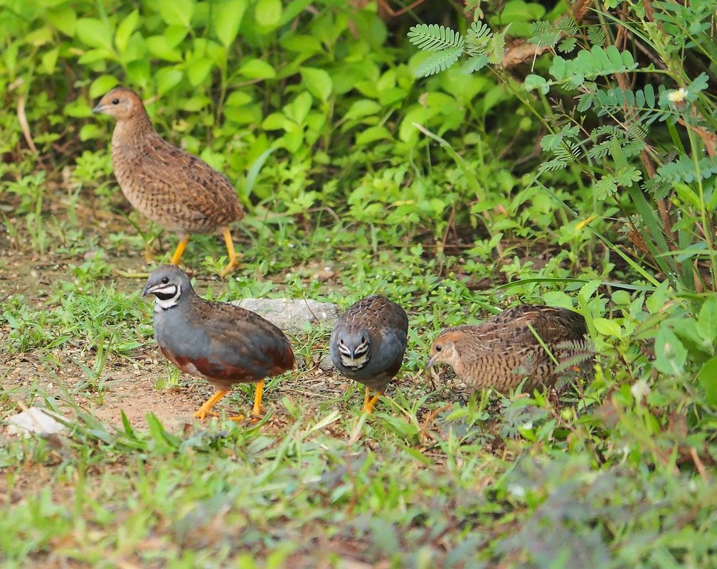 Unlock the Charm of Button Quails: A Comprehensive Guide - Feathered ...