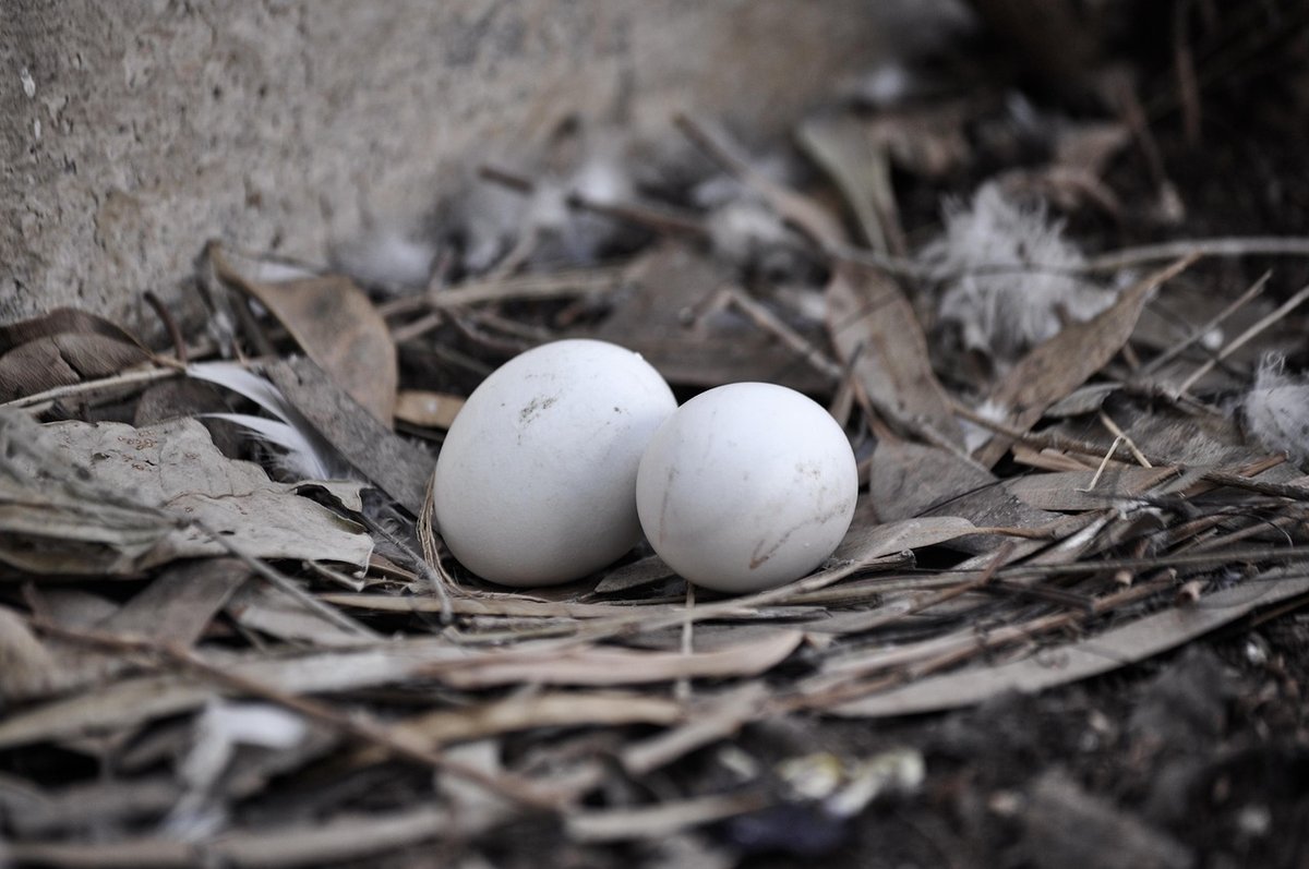 Mastering Egg Color Genetics Through Selective Breeding - Feathered ...