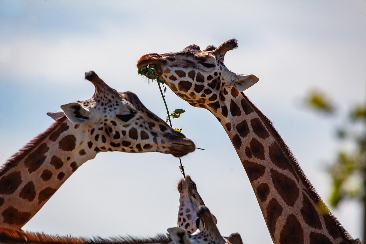 Understanding Wry Neck in Chicks: Causes, Symptoms & Treatment ...
