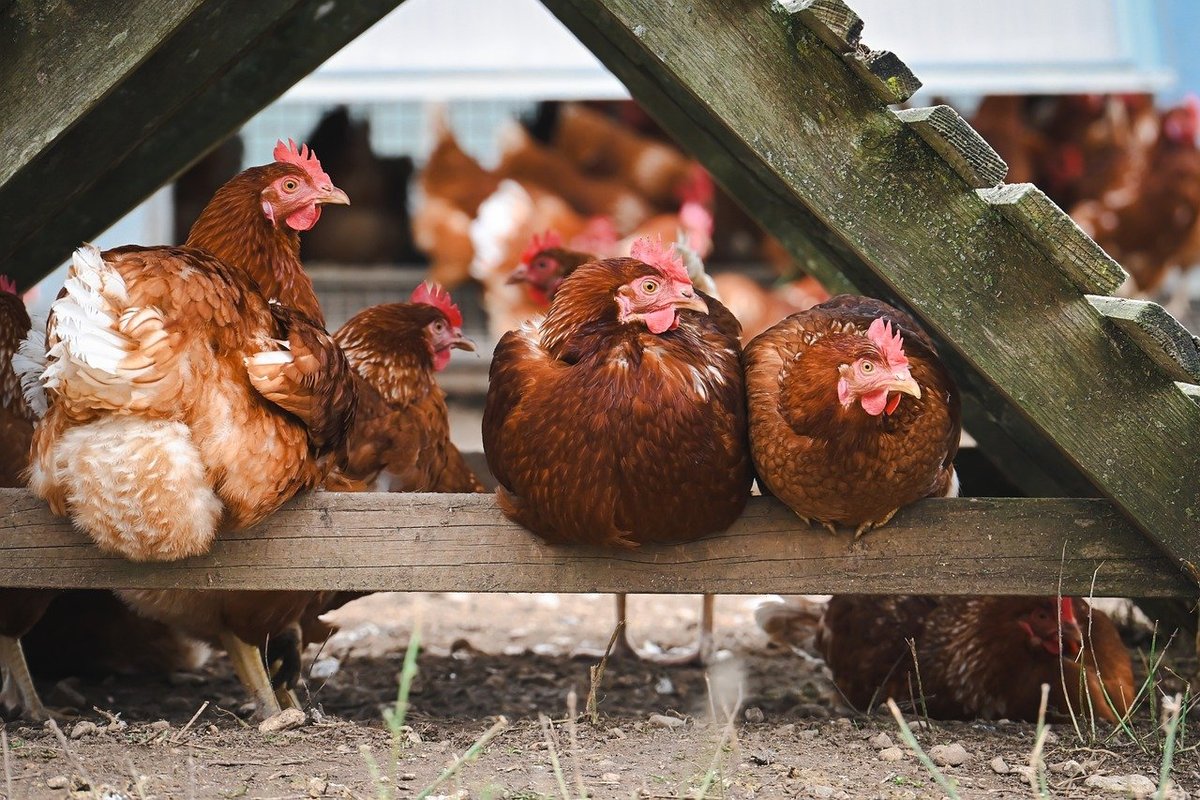 Perfect Perch Heights for Your Flock - Feathered Farm Life