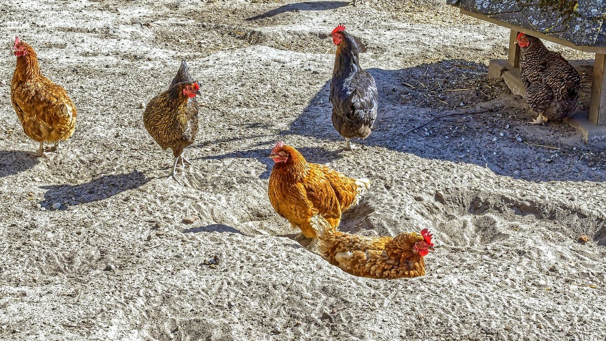 Benefits and Drawbacks of Sand in Chicken Runs - Feathered Farm Life