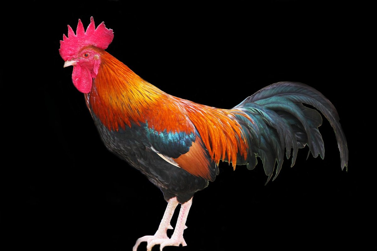 Polish Chicken Breed: White Crested Black Variety Overview Guide ...