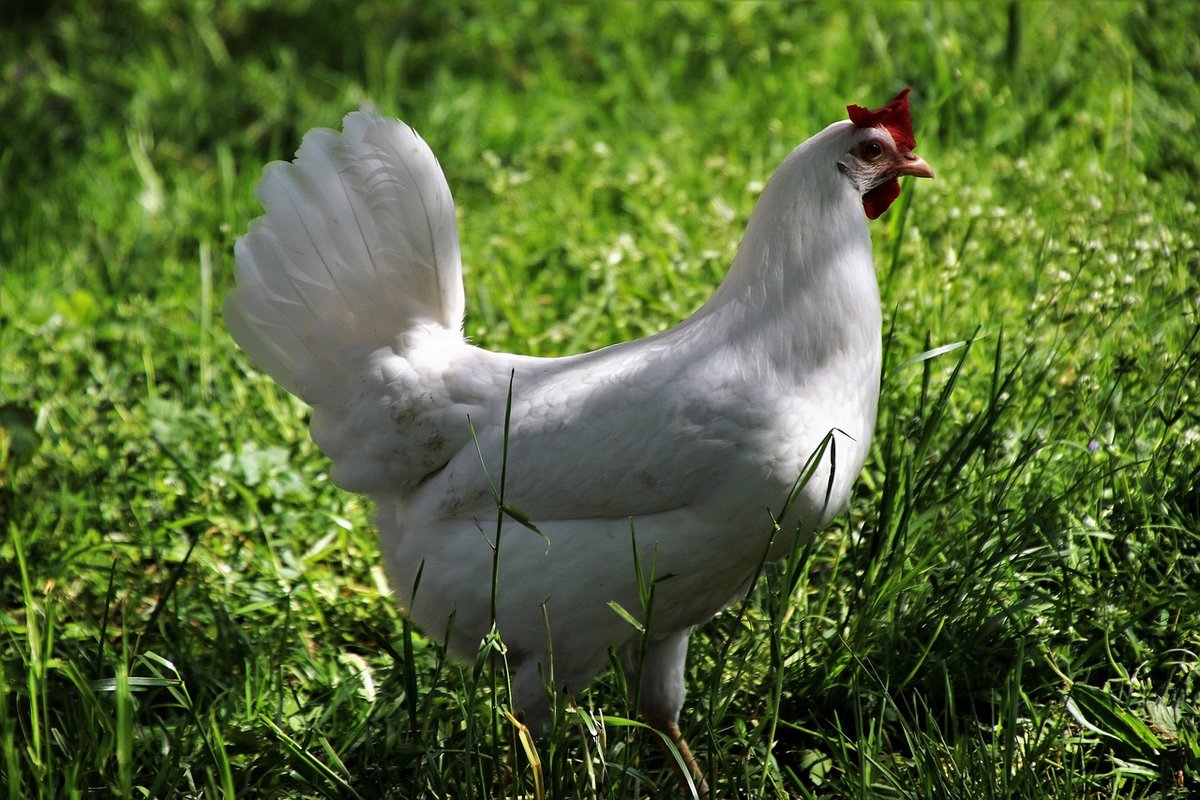 Integrating Chickens into Your Garden Ecosystem - Feathered Farm Life