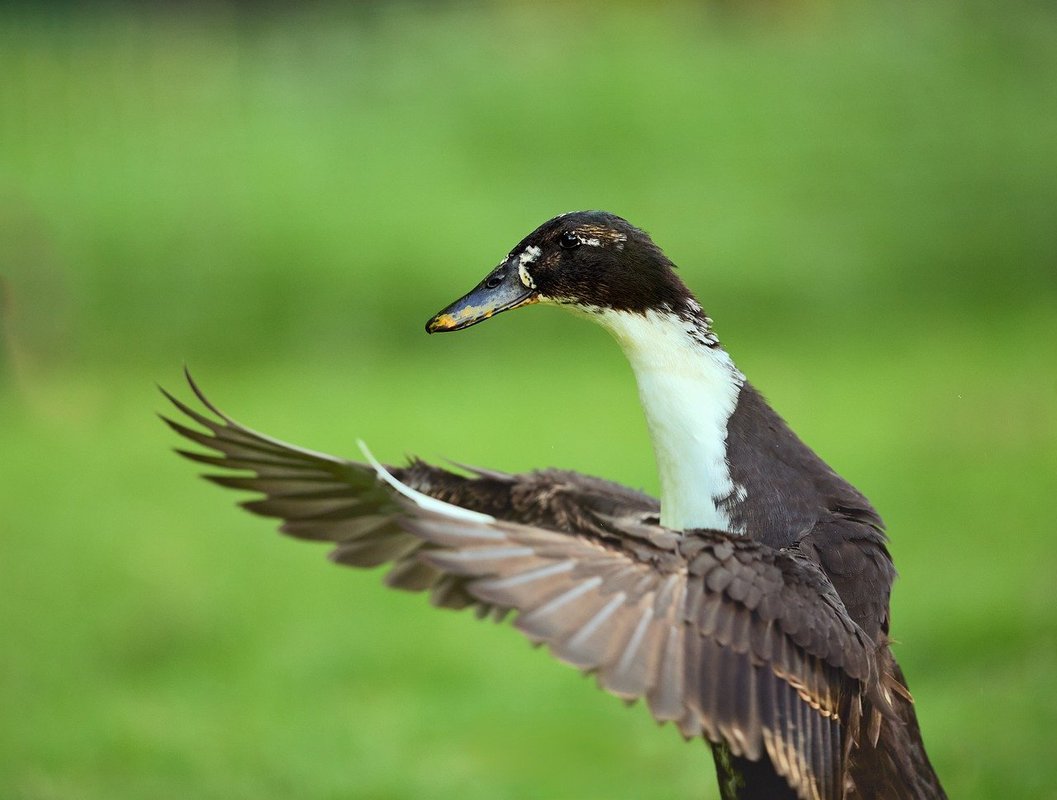 Discovering Runner Duck Characteristics and Traits - Feathered Farm Life