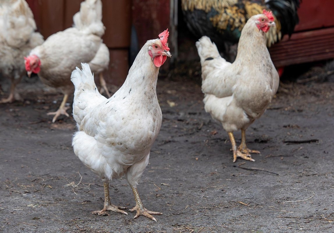 Understanding Chicken Anatomy: Comb & Wattle Functions - Feathered Farm ...