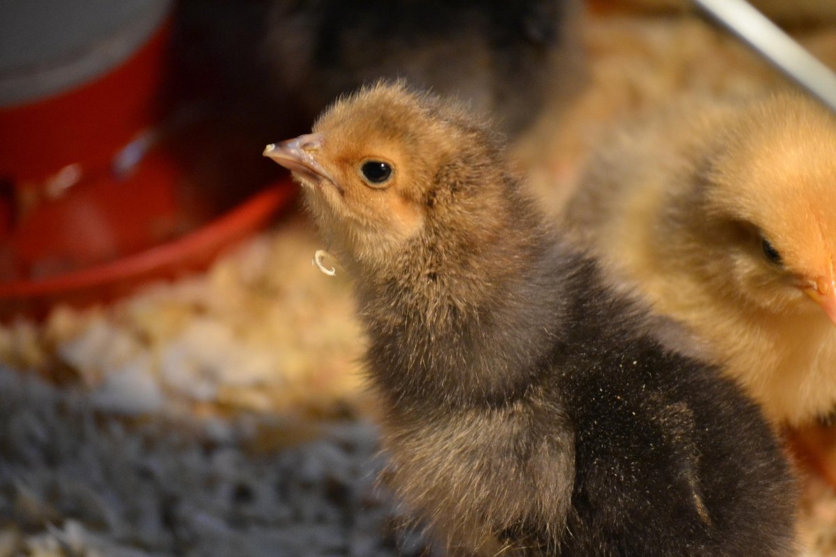 Brown Egg Layers: Top Breeds for Backyard Flocks - Feathered Farm Life