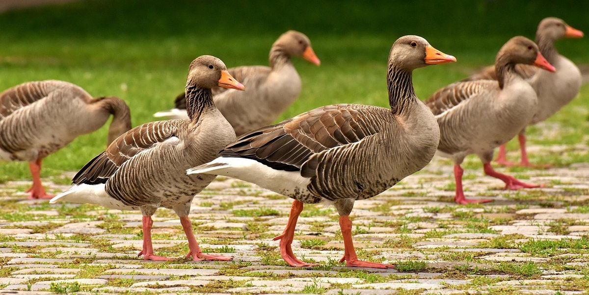 Goose Care Essentials: A Beginners Guide - Feathered Farm Life