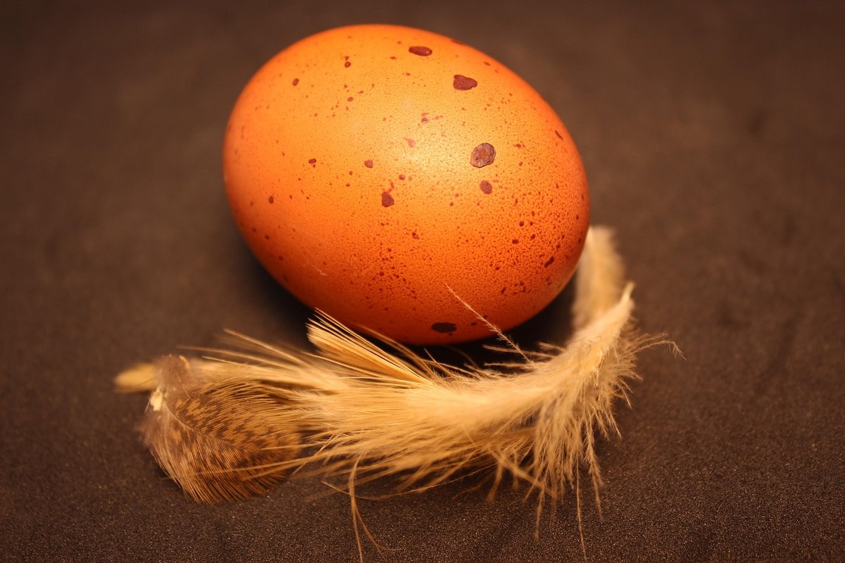 Unlocking Marans Chicken Egg Colors: A Comprehensive Guide - Feathered ...