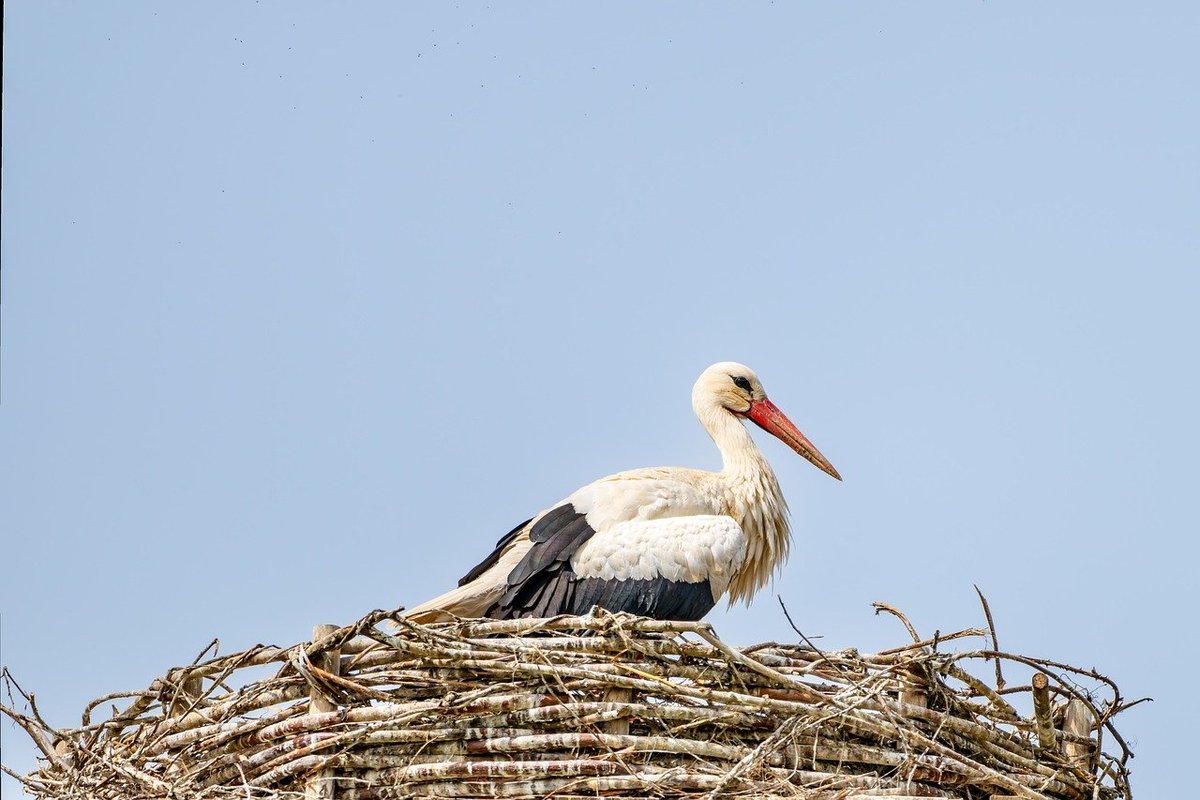 Optimize Nest Box Placement for Wildlife Success - Feathered Farm Life