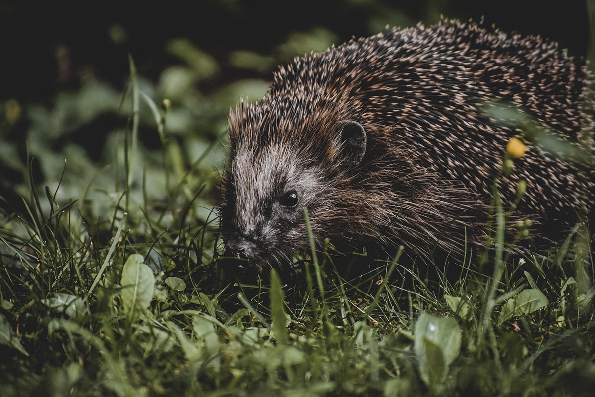 Master Rooster Spurs Trimming: A Step-by-Step Guide - Feathered Farm Life