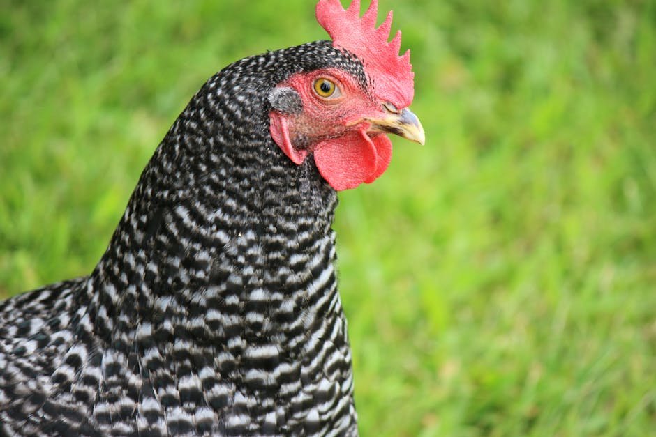 Discovering Barred Rock Chicken Egg Color Secrets Revealed - Feathered ...