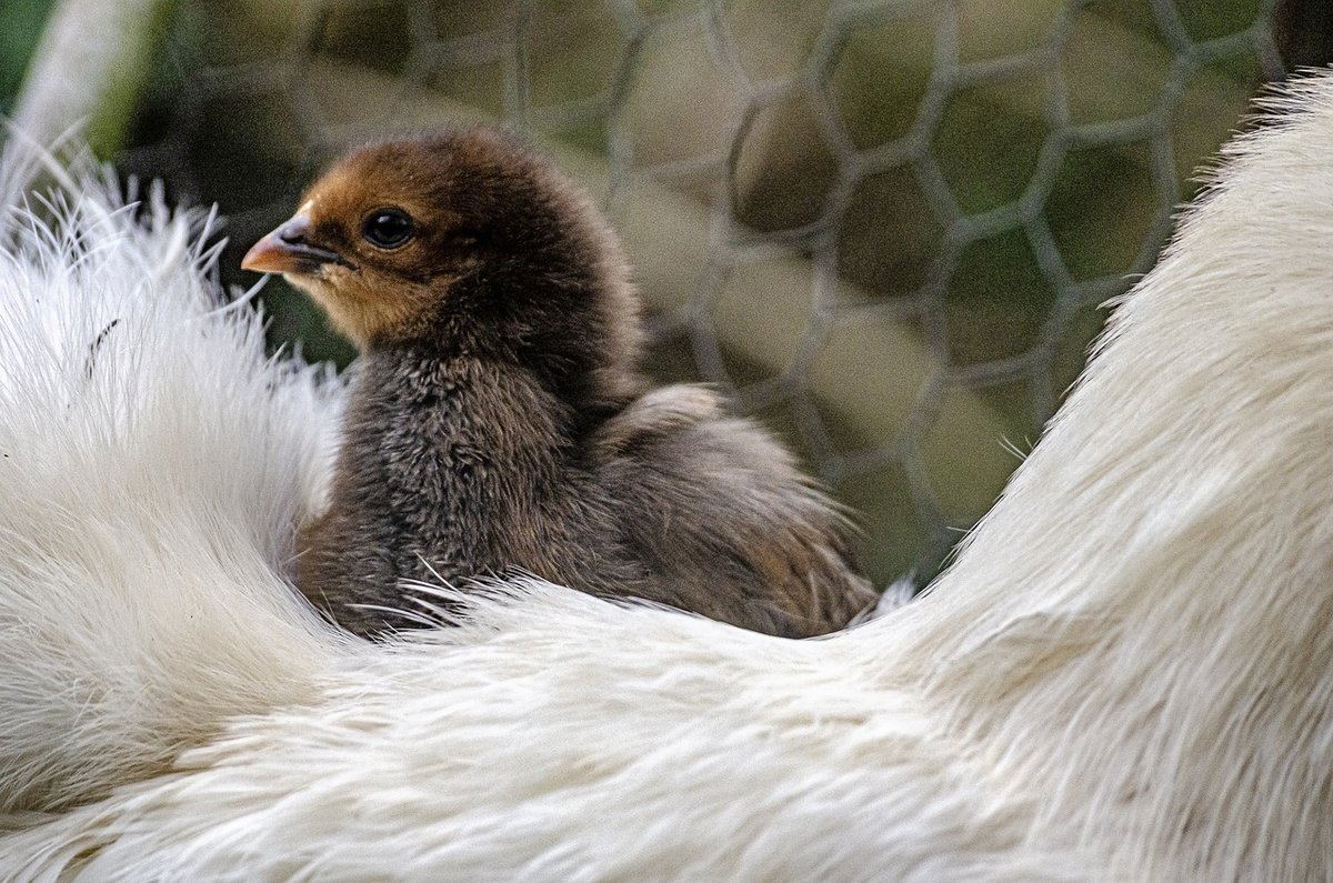 Breeding Chickens With Desired Traits A Comprehensive Guide