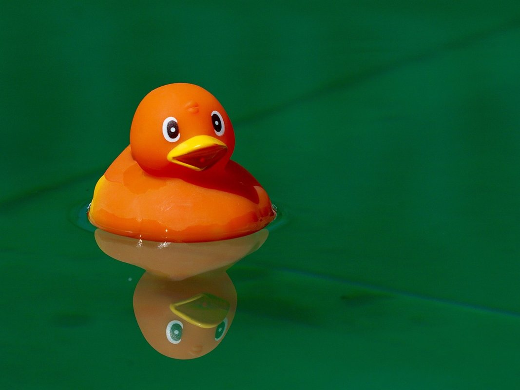 Why Ducks Can Float in Water - Science and Facts - Feathered Farm Life