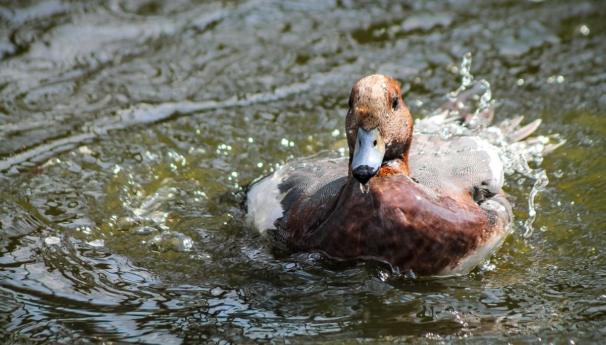 Unlocking Duck Egg Laying Secrets - Feathered Farm Life
