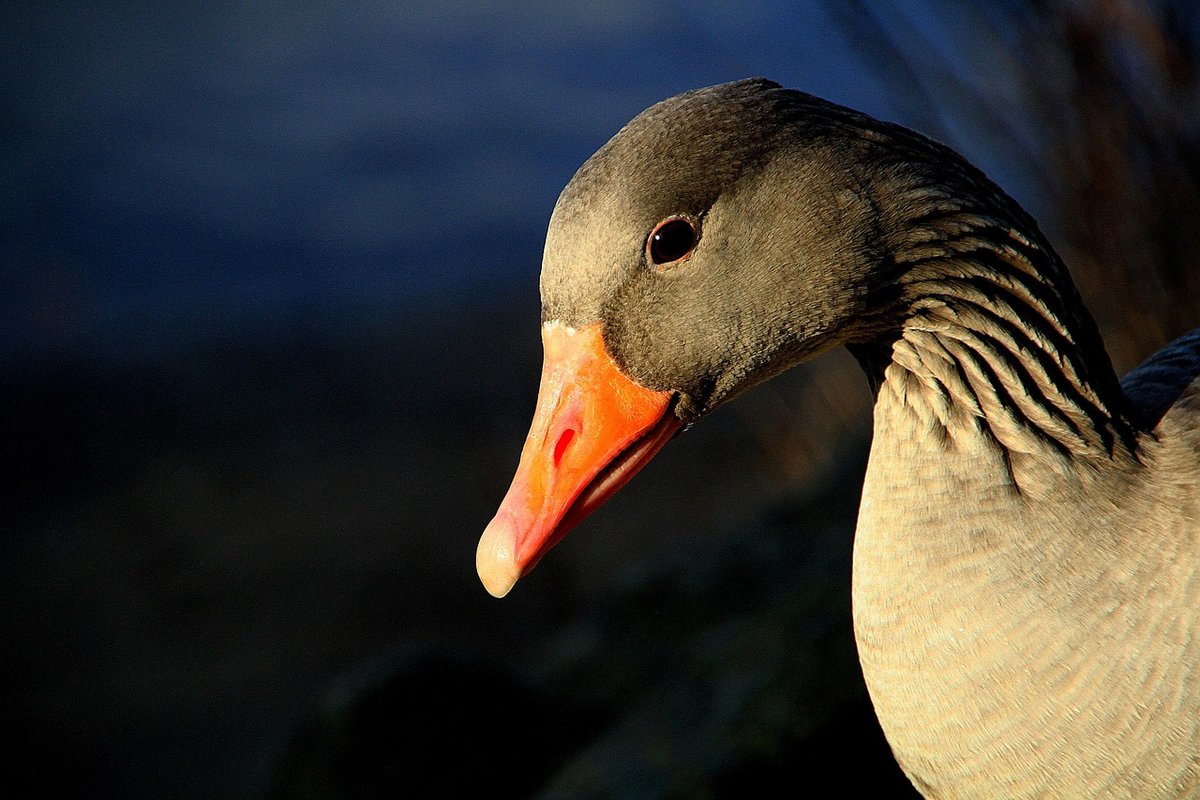 Goose vs Gander: Uncovering the Surprising Differences - Feathered Farm ...