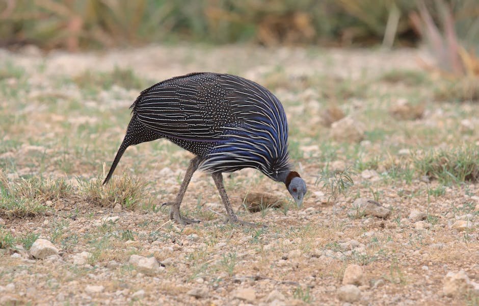 Protect Guinea Fowl from Predators with Expert Tips - Feathered Farm Life