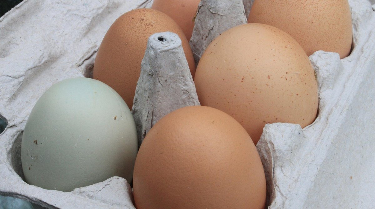 Rhode Island Red Egg Color Range: What You Need to Know - Feathered ...