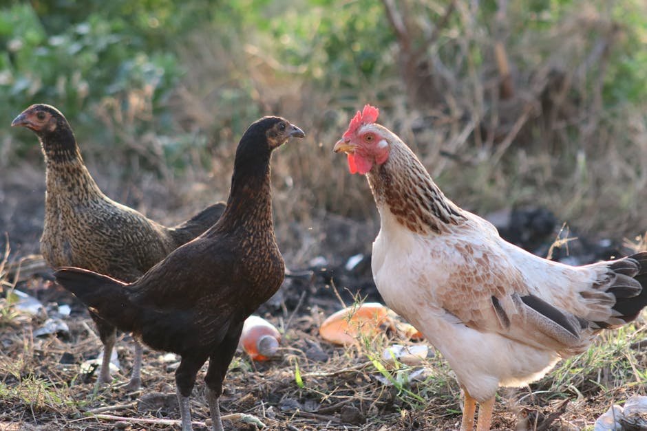Rooster vs Hen Differences: Uncovering the Key Distinctions - Feathered ...
